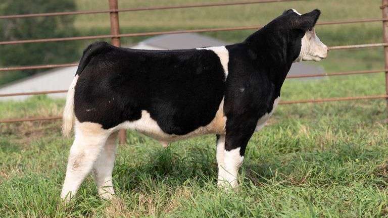 PRYOR TAG 57 STEER - SteerBidder