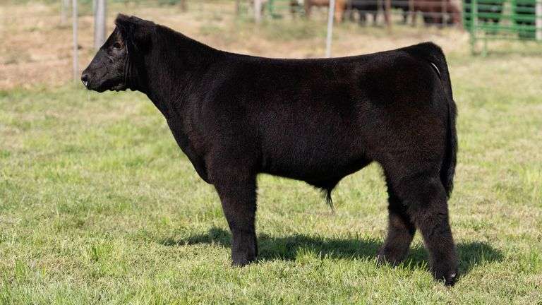 WEBER SHOW CATTLE 9/21/25 - SteerBidder