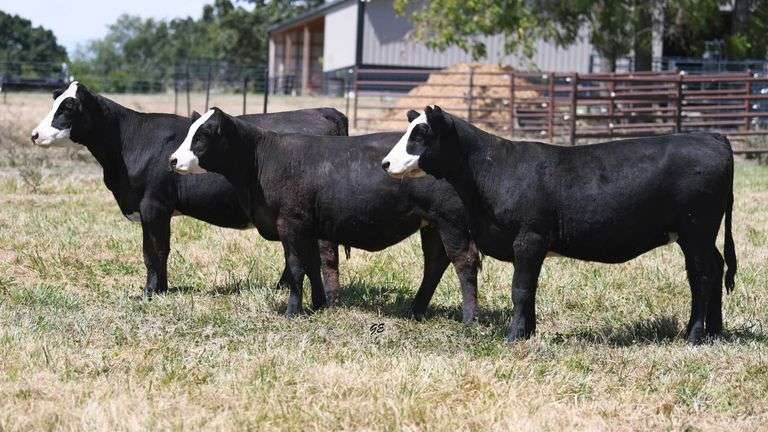 ERICKSON TESF LADY LIBERTY M71, TESF MEL M469, & TESF MAL M53 HEIFER ...