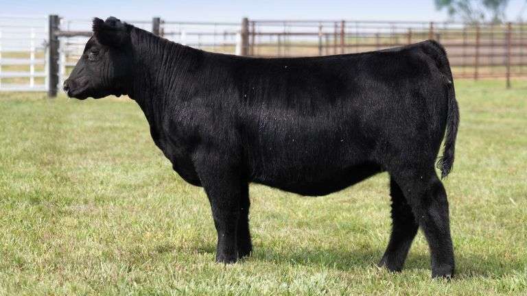 FABER KOBER TAG 8 HEIFER - SteerBidder
