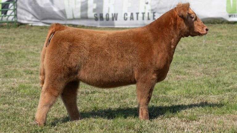 WEBER TAG 250 HEIFER - SteerBidder