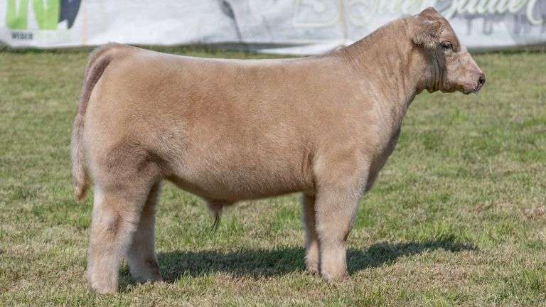 WEBER TAG 201 STEER - SteerBidder