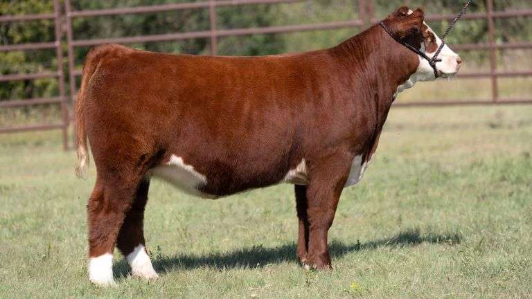 REISS TAG 516 HEIFER - SteerBidder