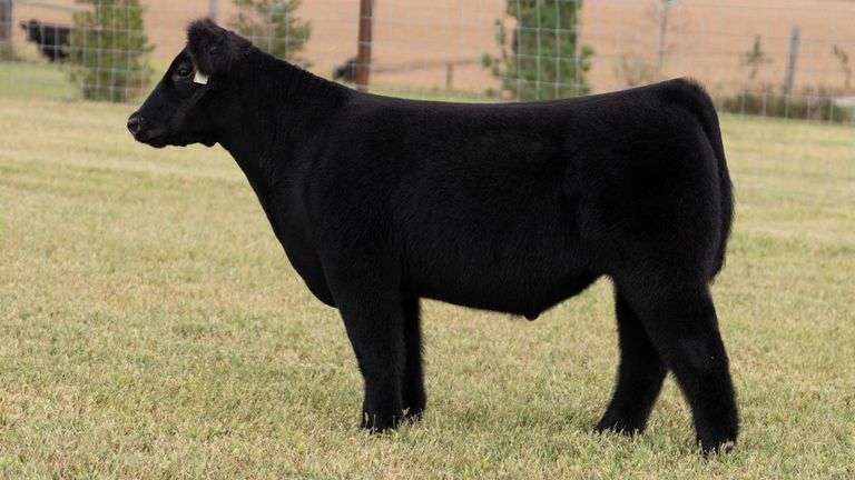 HERR TAG 20 STEER - SteerBidder