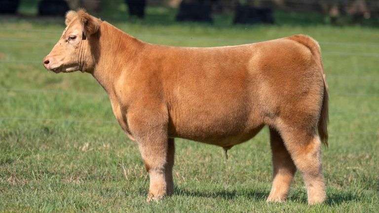 FRAKER TAG 71 STEER - SteerBidder