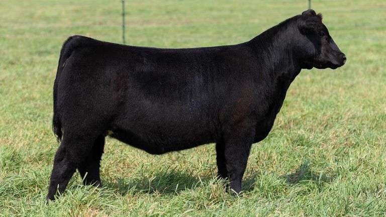SMITH TAG 96 HEIFER - SteerBidder