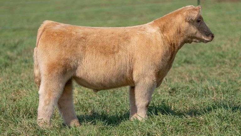SMITH TAG 9 STEER - SteerBidder