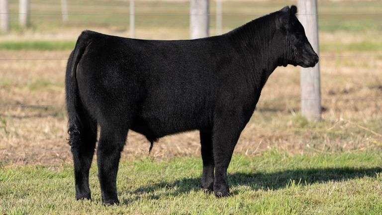 WEBER SHOW CATTLE 9/21/25 - SteerBidder