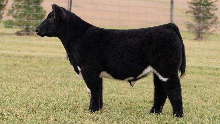 HERR TAG 11 STEER - SteerBidder