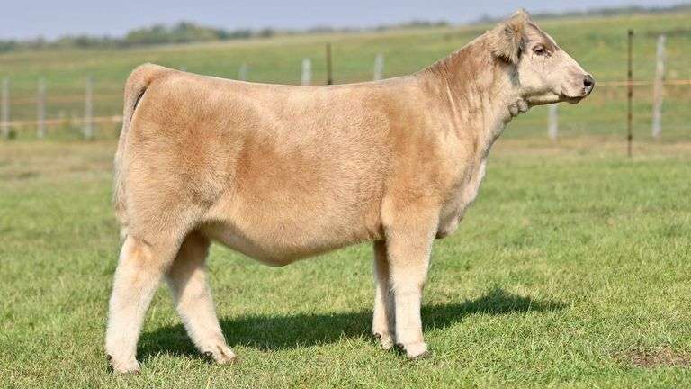 KAY-R TAG 2529 HEIFER - SteerBidder