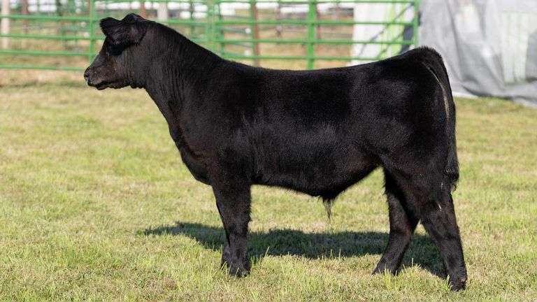 WEBER SHOW CATTLE 9/21/25 - SteerBidder