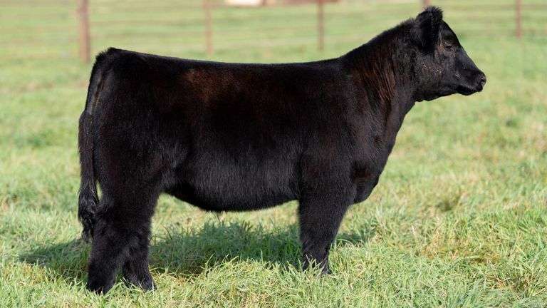 SMITH TAG 87 HEIFER - SteerBidder