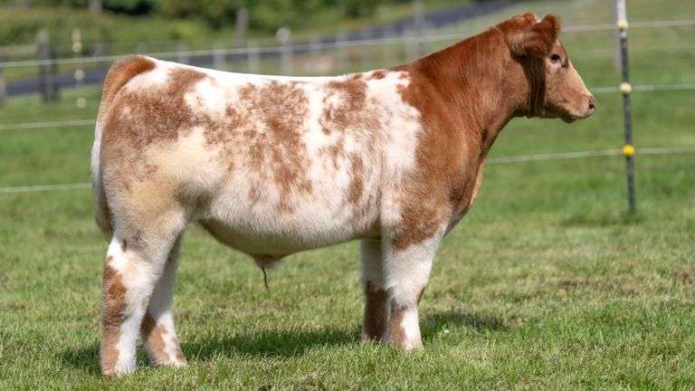 HENSCHLER TAG 115 STEER - SteerBidder