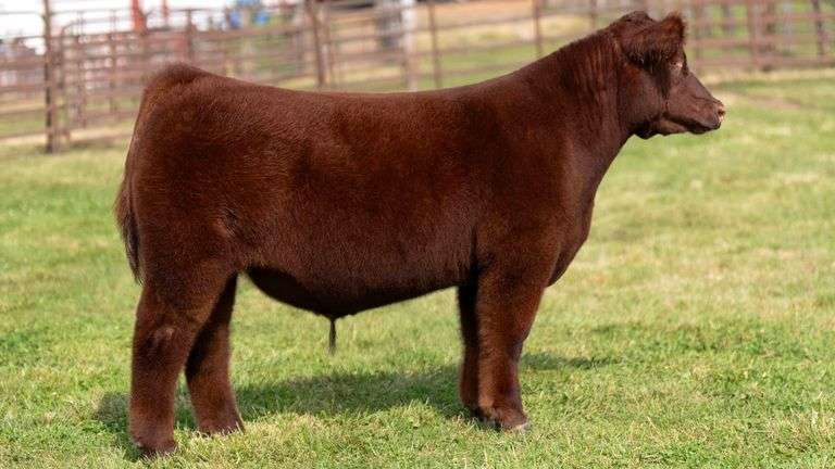 WEDIG TAG 9 STEER - SteerBidder