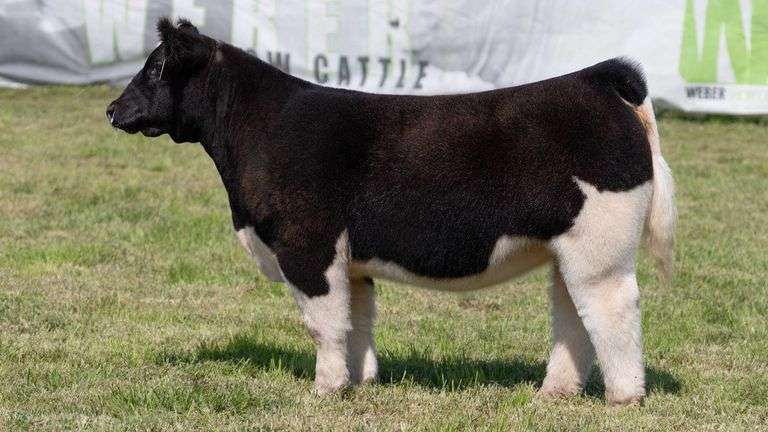 WEBER TAG 247 HEIFER - SteerBidder