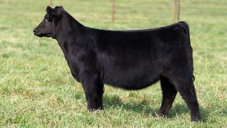 SMITH TAG 92 HEIFER - SteerBidder