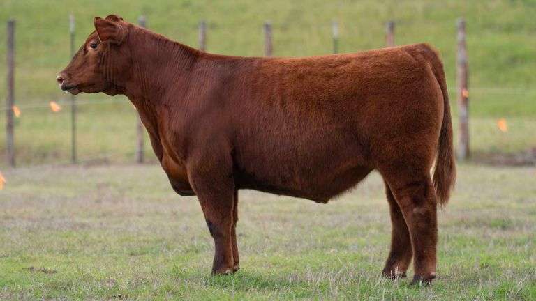 WOOTAN TAG NT RED STEER - SteerBidder