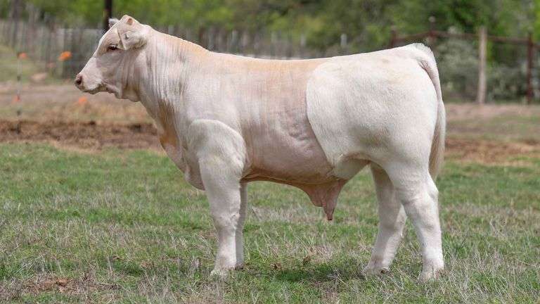 WOOTAN TAG 024 STEER - SteerBidder