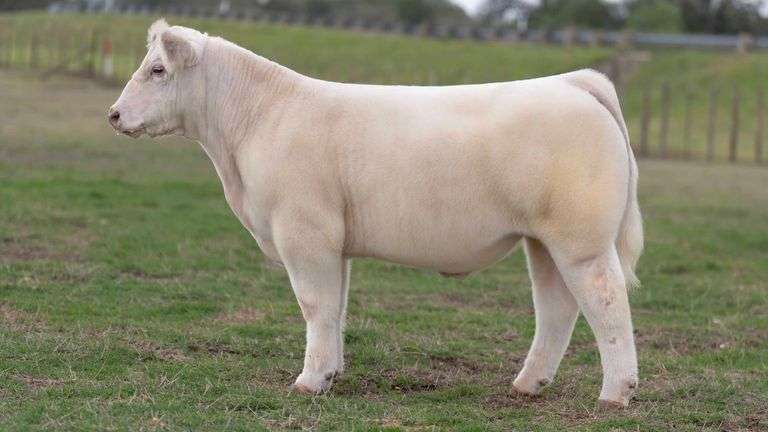WOOTAN TAG N48 STEER - SteerBidder