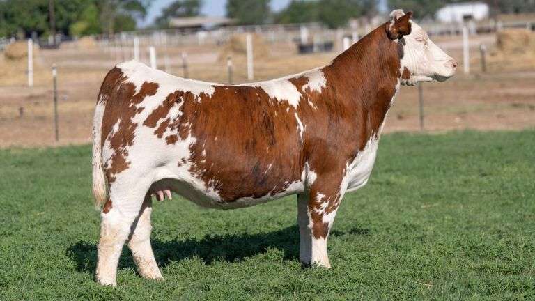 PRIEST TAG 2416 BRED HEIFER - SteerBidder