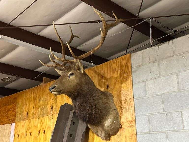 Mounted Elk Head Taxidermy - South Auction
