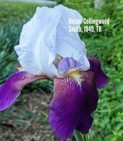 Iris Lot - Trice Auctions