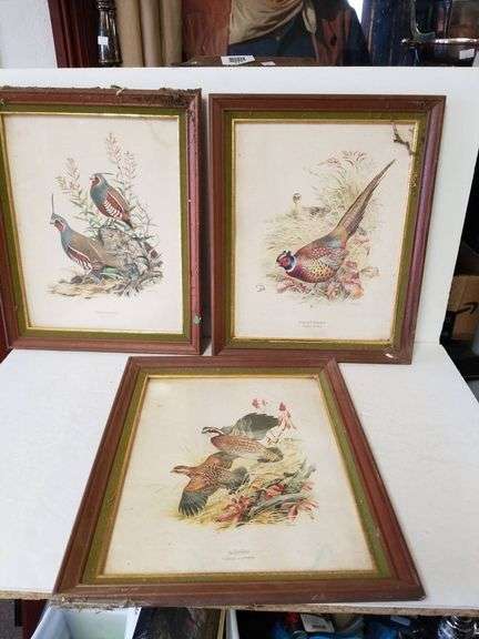 Set of Framed Bird Illustrations - Trice Auctions