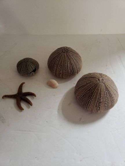 Sea Urchin Shells, Starfish, and Small Seashell - Trice Auctions