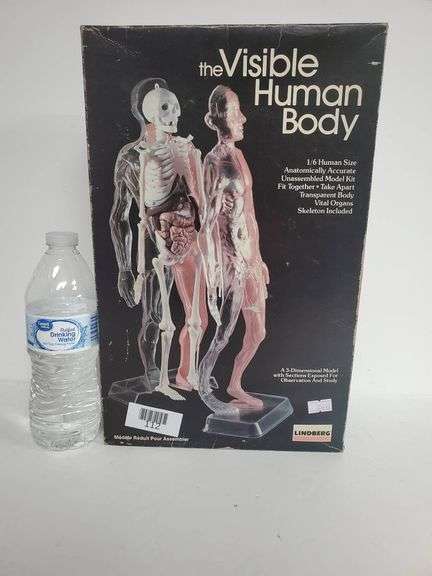 Lindberg The Visible Human Body Anatomical Model Kit - Trice Auctions