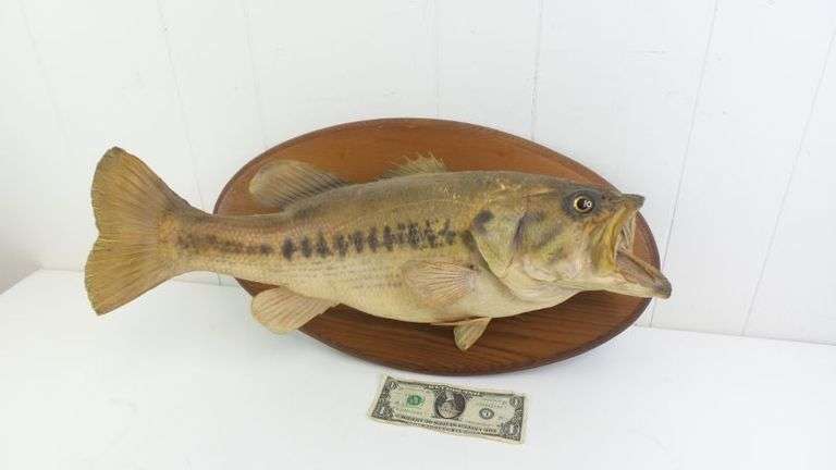 Vintage Taxidermy Largemouth Bass Mount! (2B) - Texas Online Auction House
