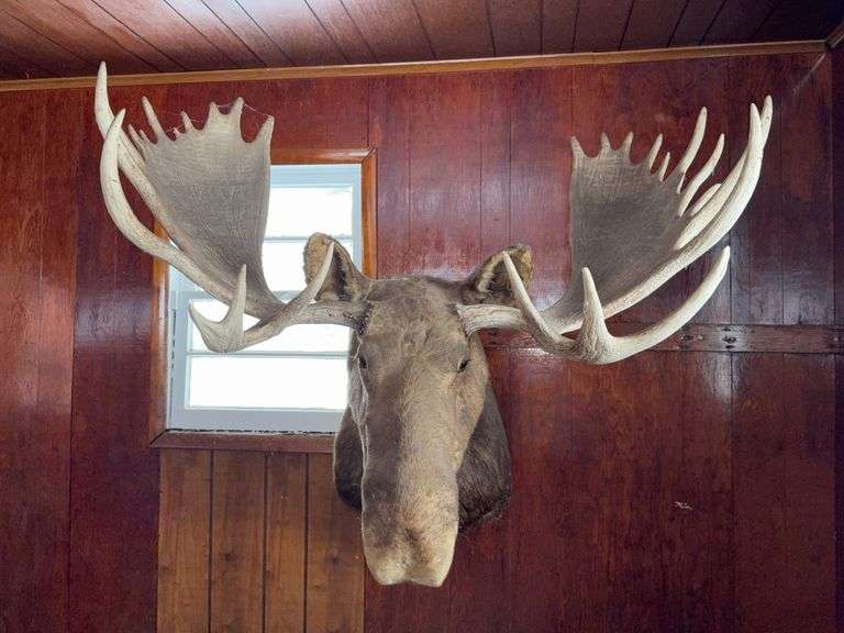 Alaskan Moose Taxidermy Mount, Appr. 57” Spread - United Edge Real ...