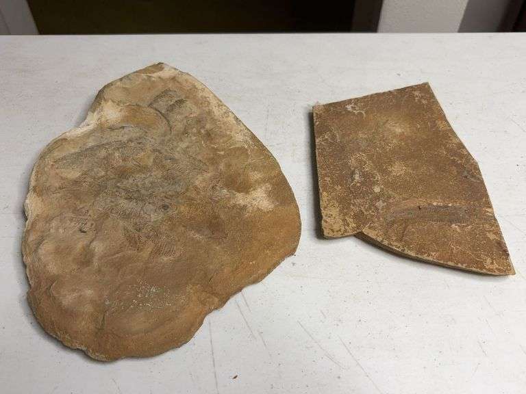 Fish Fossil Impressions on Sedimentary Rock Slabs - United Edge Real ...