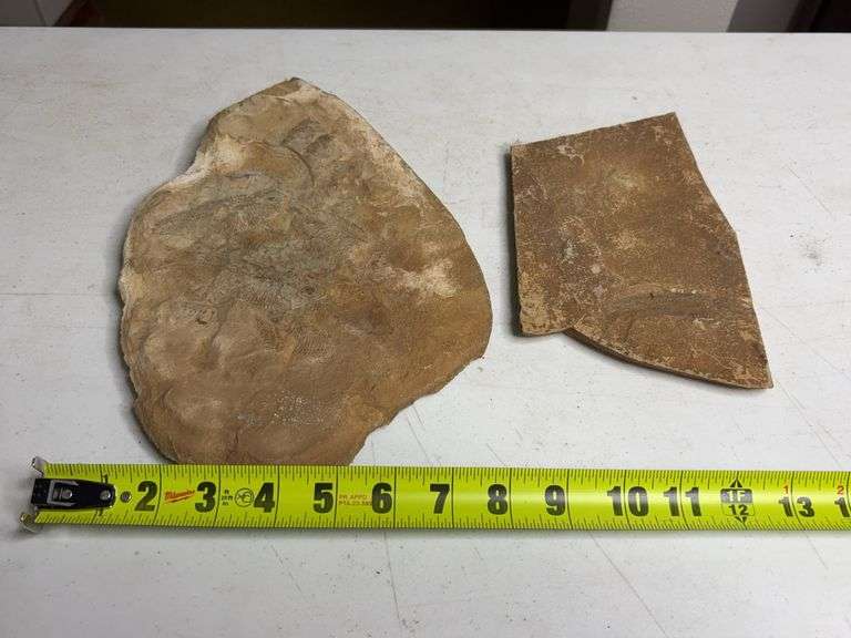 Fish Fossil Impressions on Sedimentary Rock Slabs - United Edge Real ...