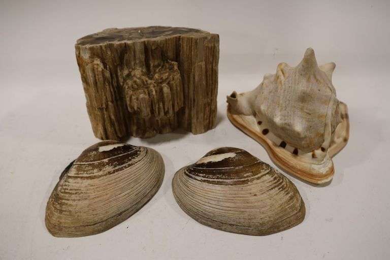 BOX OF SEA SHELLS & PETRIFIED WOOD - Shackelton Auctions Inc.