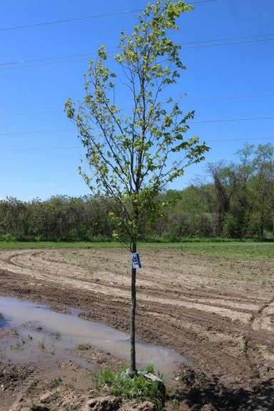 BLUE BEECH - 2" CALIPER - Shackelton Auctions Inc.