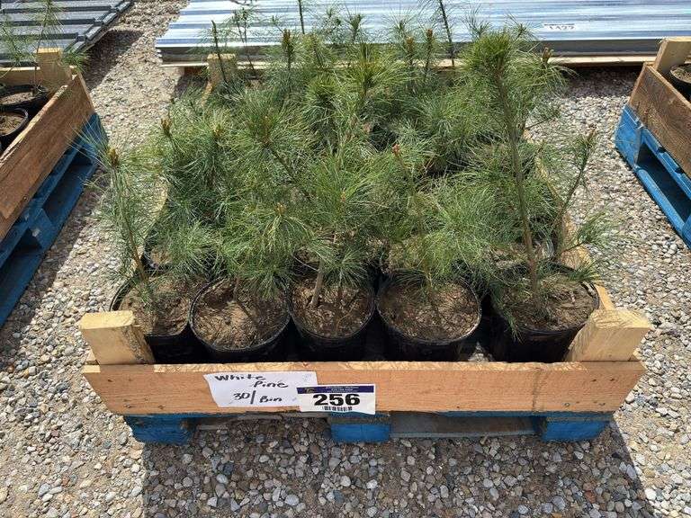 30 WHITE PINE TREES - Shackelton Auctions Inc.