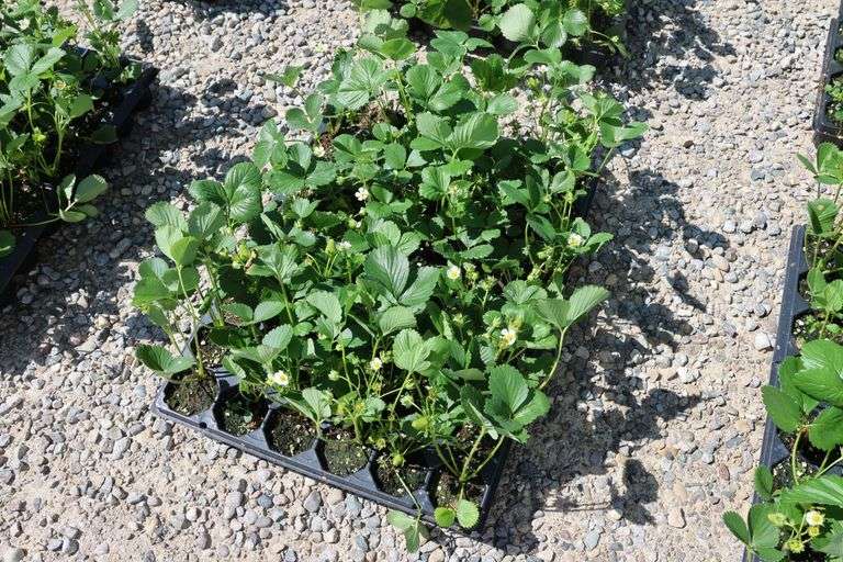 2 STRAWBERRY FLATS - Shackelton Auctions Inc.