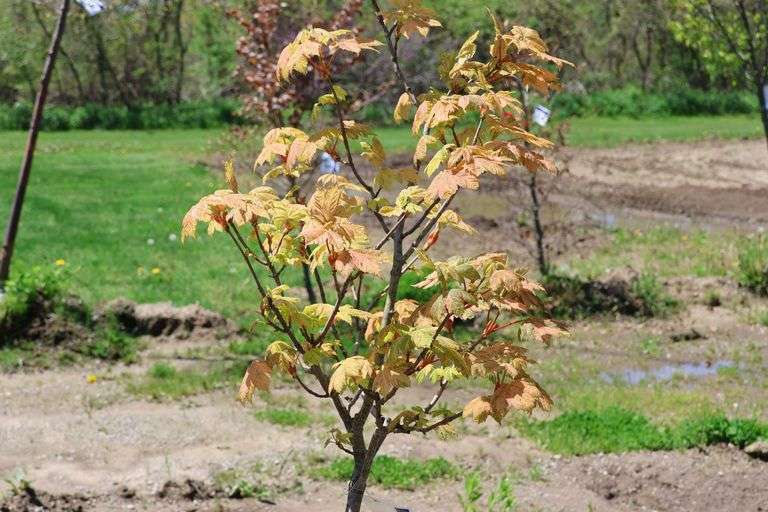 ESK. SUNSET MAPLE - 5' - RARE - Shackelton Auctions Inc.