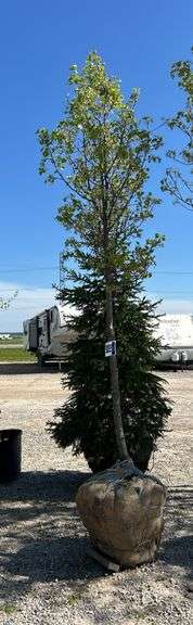 1 - CHANTICLEER PEAR TREE - APPROX 10'-12' - Shackelton Auctions Inc.