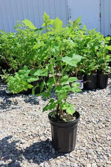 6 EVERBEARING RASPBERRY PLANTS - Shackelton Auctions Inc.