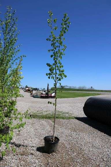 1 - TURKISH HAZELNUT TREE - Shackelton Auctions Inc.