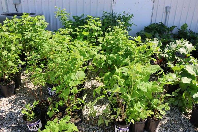6 EVERBEARING RASPBERRY PLANTS - Shackelton Auctions Inc.