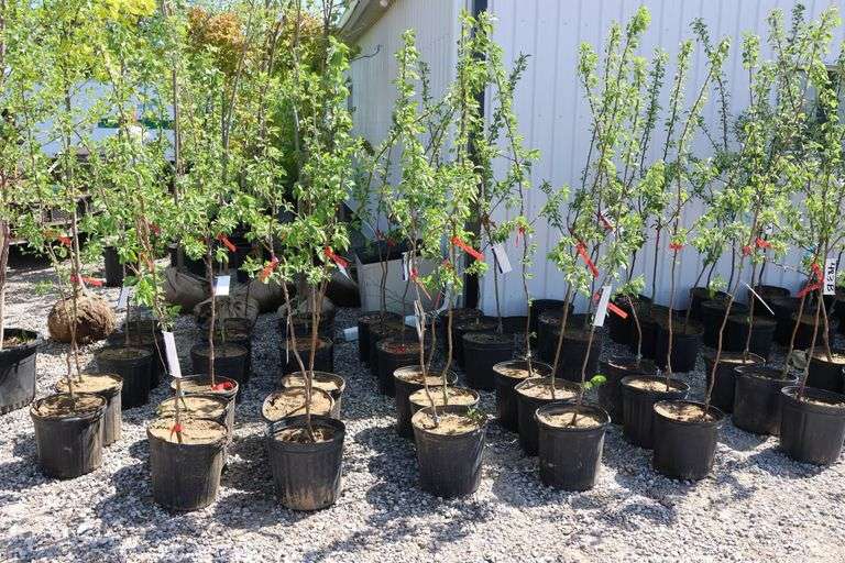 3 HONEY CRISP TREES (1 YEAR OLD) - Shackelton Auctions Inc.