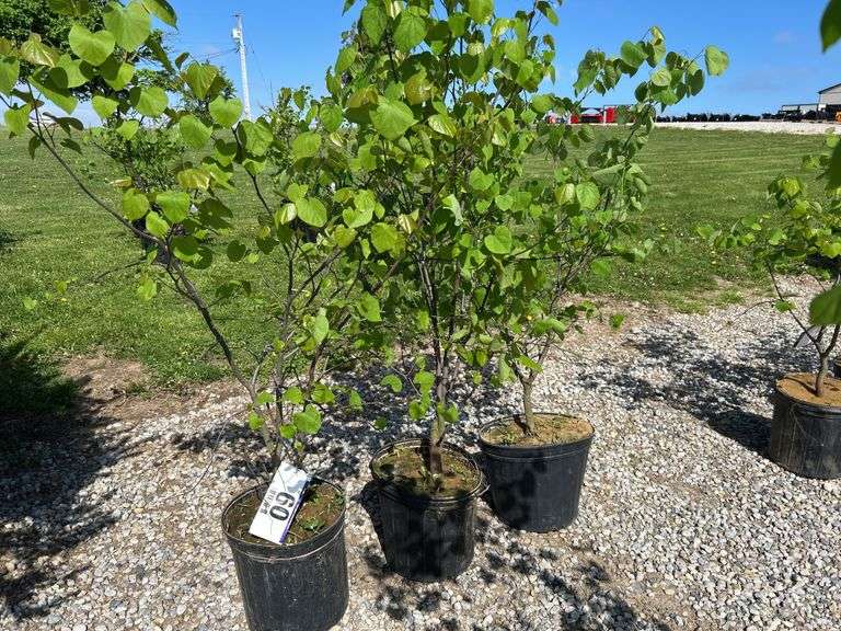 3 RED EASTERN RED BUD TREES - Shackelton Auctions Inc.