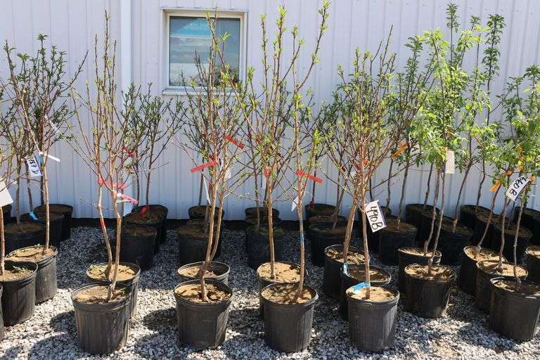 3 RED STAR (THE "NEW" RED HAVEN) PEACH TREES (2 YEARS OLD) - Shackelton ...