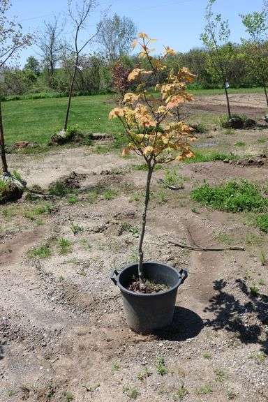 ESK. SUNSET MAPLE - 5' - RARE - Shackelton Auctions Inc.