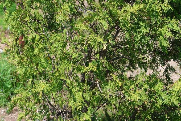 BLACK CEDAR - 8' - Shackelton Auctions Inc.