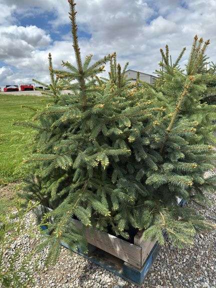 9 COLORADO SPRUCE TREES - Shackelton Auctions Inc.