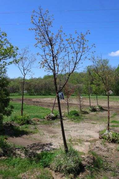 PAPERBARK MAPLE - 2" CALIPER - Shackelton Auctions Inc.