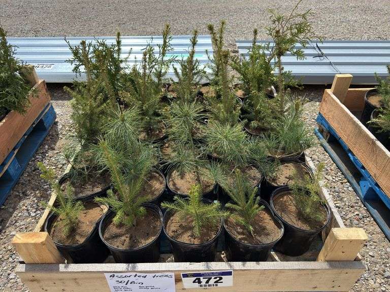 30 ASSORTED TREES - Shackelton Auctions Inc.